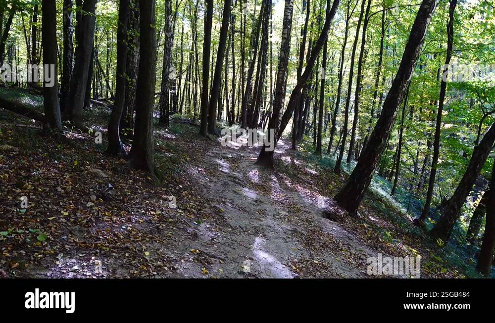 Autumn forest. Shooting in motion Stock Video Footage - Alamy