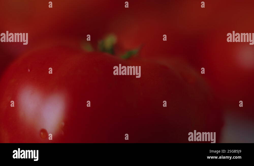 Macro, backward movement, ripe red tomatoes lying on the table after ...