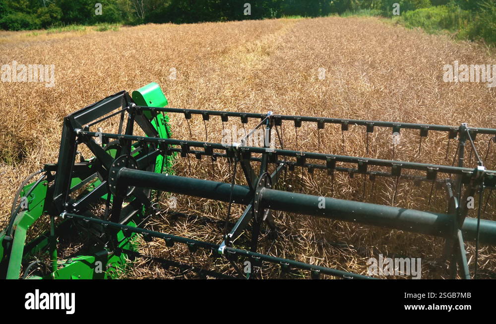 Close up of a spinning combine reel harvesting oilseed rape on a field ...