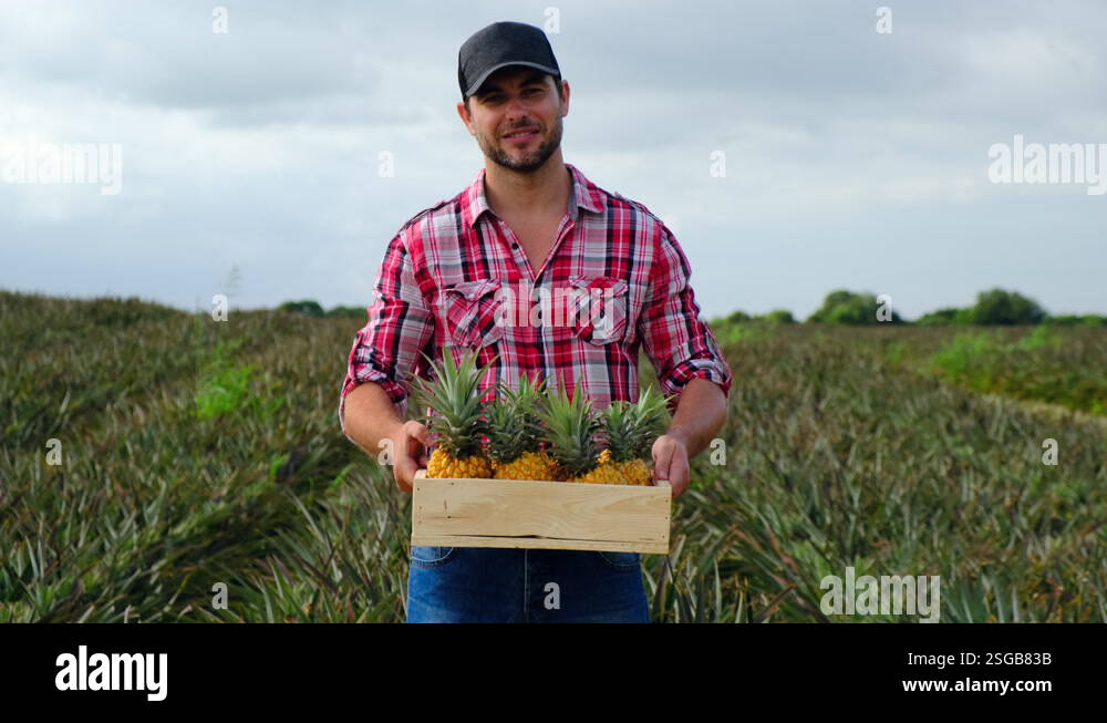 a male farmer in a shirt with a box of pineapples stands in a pineapple ...