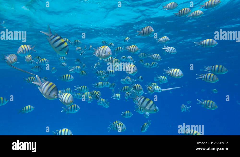 Large shoal of Sergeant major fish swimming under surface in the blue ...