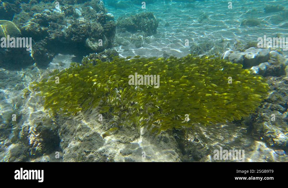 Massive school of juvenile Rabbitfish in shallow water swims over coral ...