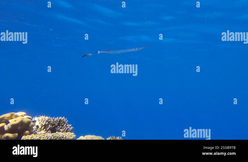 Needlefish stand over top of coral reef on cleaning station. 4K-60fps ...
