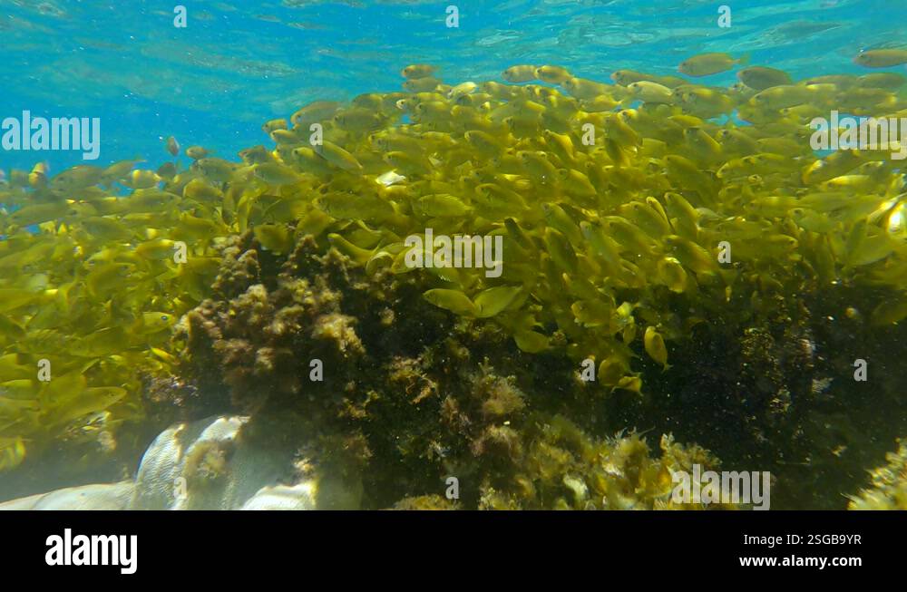 Massive school of juvenile Rabbitfish in shallow water swims over coral ...
