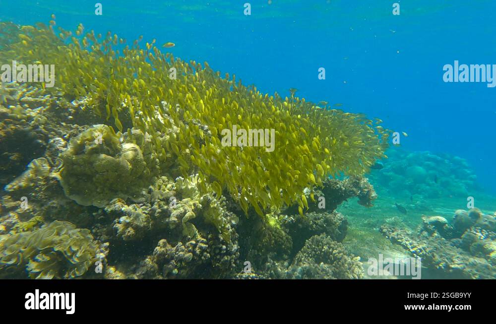 Massive school of juvenile Rabbitfish in shallow water swims over coral ...