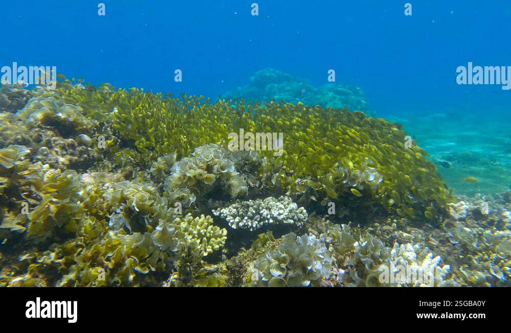 Massive school of juvenile Rabbitfish in shallow water swims over coral ...