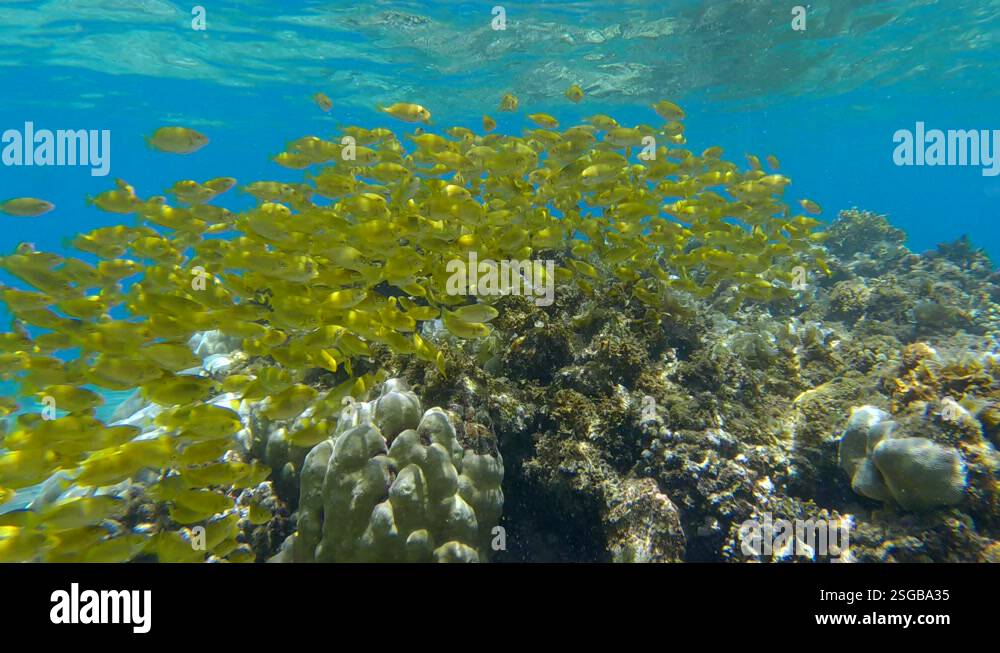 Massive school of juvenile Rabbitfish in shallow water swims over coral ...