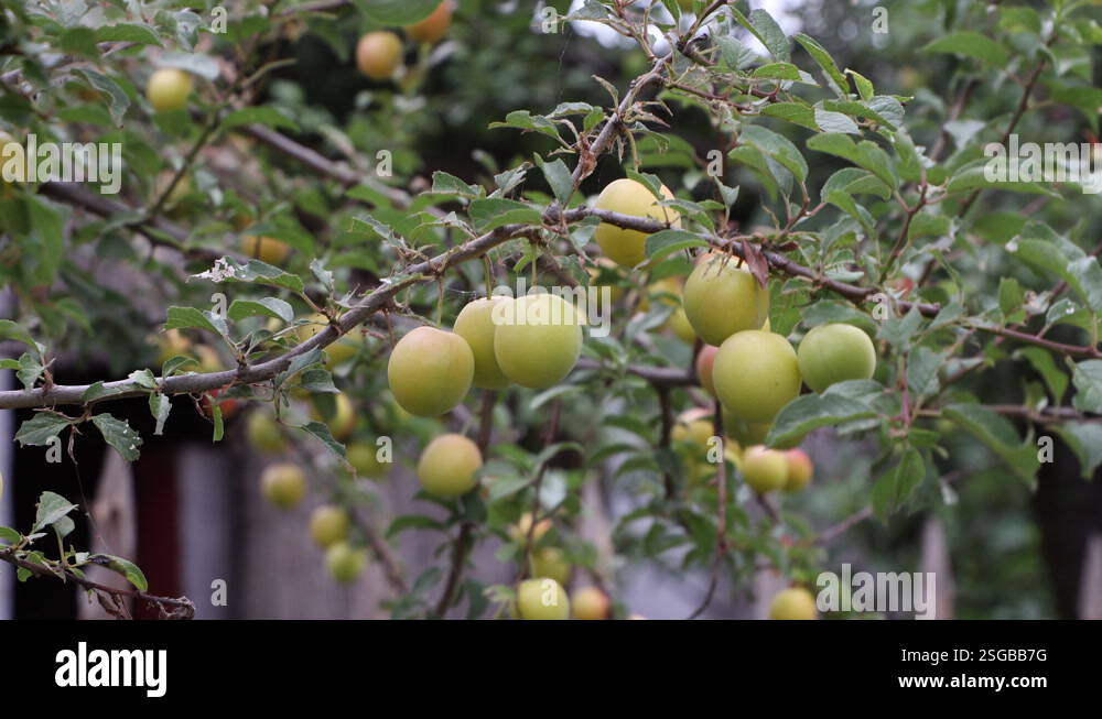 A Light Breeze Shakes A Branch Of A Tree With The Red-Yellow Fruits Of ...
