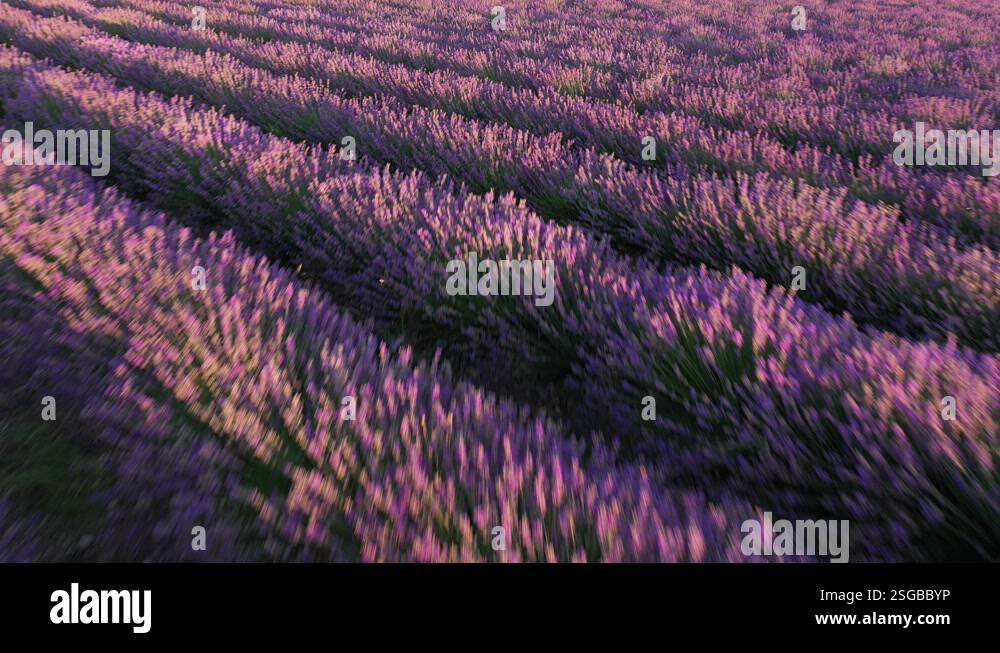 Rows of lavender. Flowering season. Summer sun sunset. Lavender Oil ...