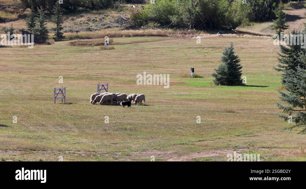 Sheep dog working a flock of sheep on hill through gates 4K Stock Video ...