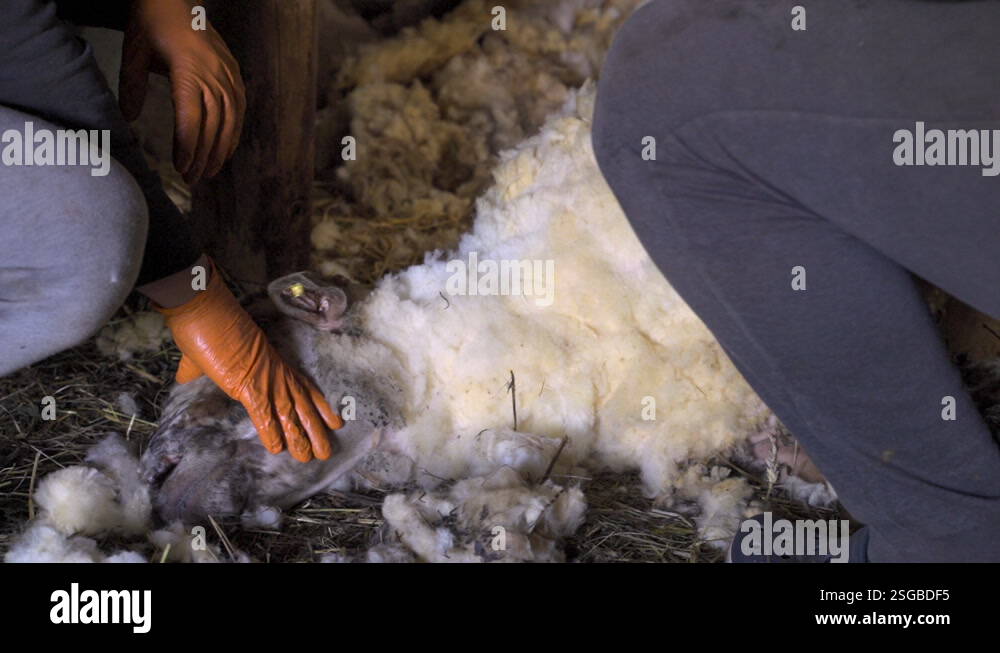 Closeup of 2 farm hands spotting each other to shear sheep lying on its ...