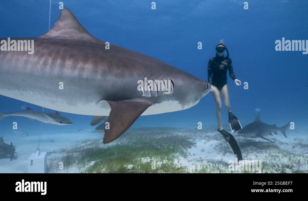 Scuba Divers Swimming Under The Sea With Tiger Shark And Remora ...