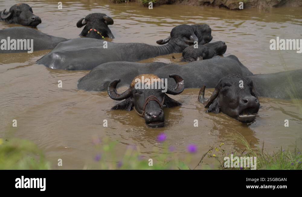 Herd Of Black Water Buffalo Chewing While On The Muddy Water Of River ...