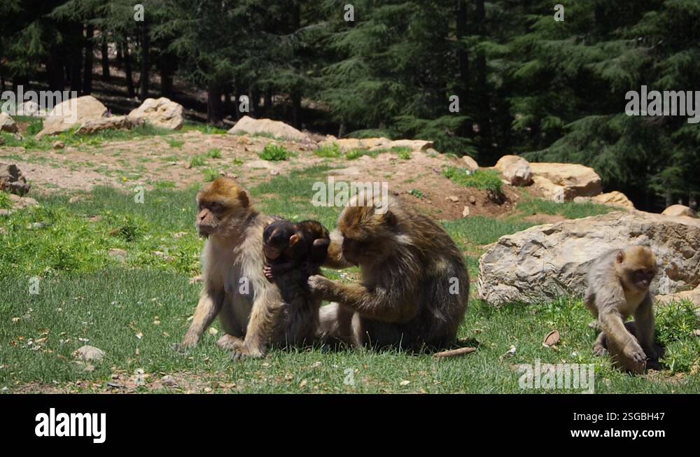 4K Footage of a family of Barbary Macaque, Macaca sylvanus. Monkeys ...