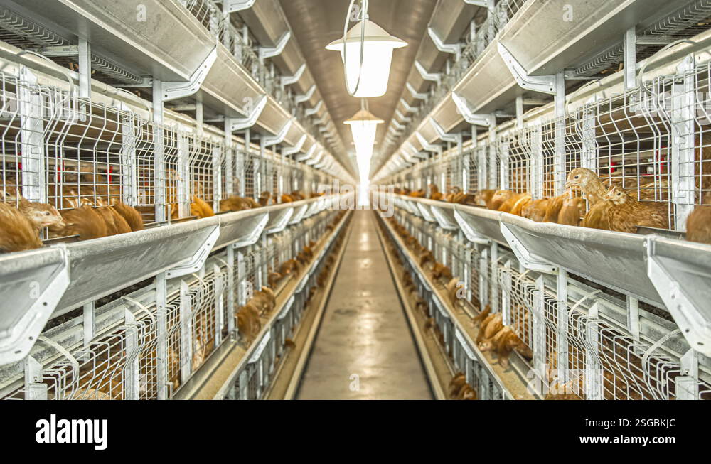 Commercial laying hen Stock Videos & Footage - HD and 4K Video Clips ...