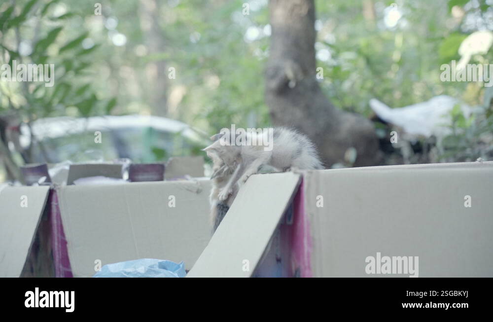 On cardboard box Stock Videos & Footage - HD and 4K Video Clips - Alamy
