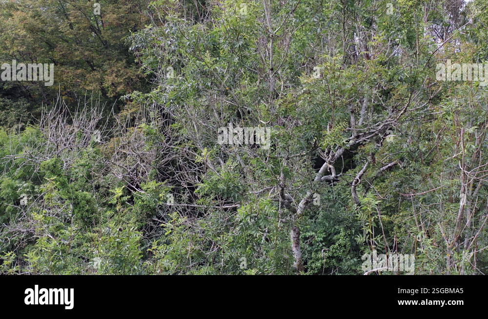 Ash tree canopy Stock Videos & Footage - HD and 4K Video Clips - Alamy