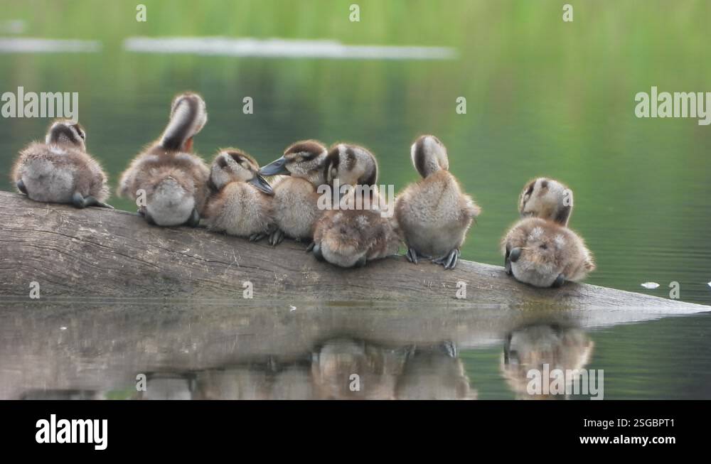Duck group Stock Videos & Footage - HD and 4K Video Clips - Alamy