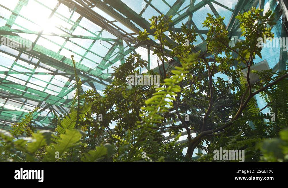 Photosynthesis in plants. Green plants grows in hothouse. Sun shines on ...