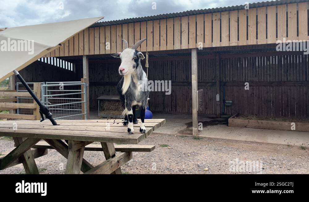 Very cute and old Pigmy goat standing on a bench looking at the people ...