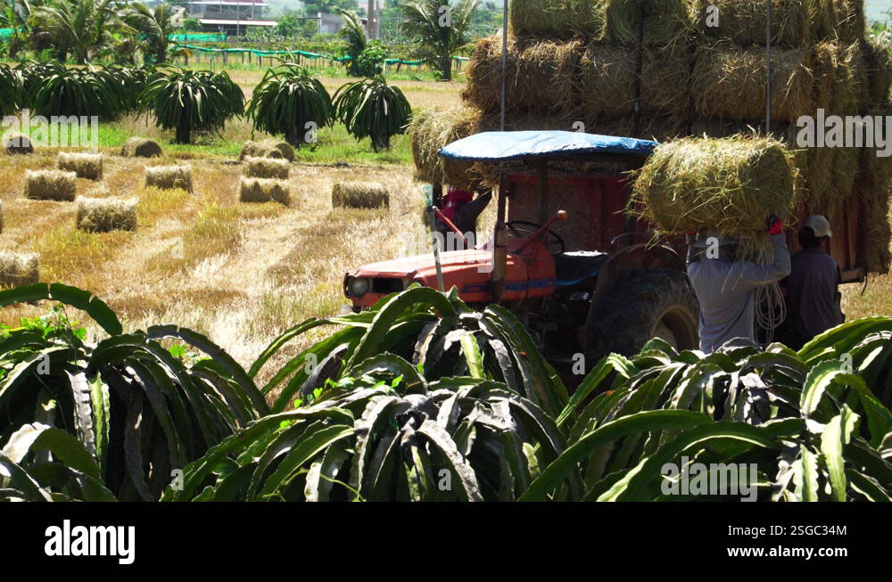 Vietnamese farming agricultural work in farm field Stock Video Footage ...
