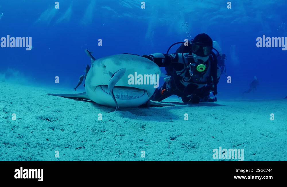 Scuba diver petting tiger shark in tonic immobility state, low angle ...