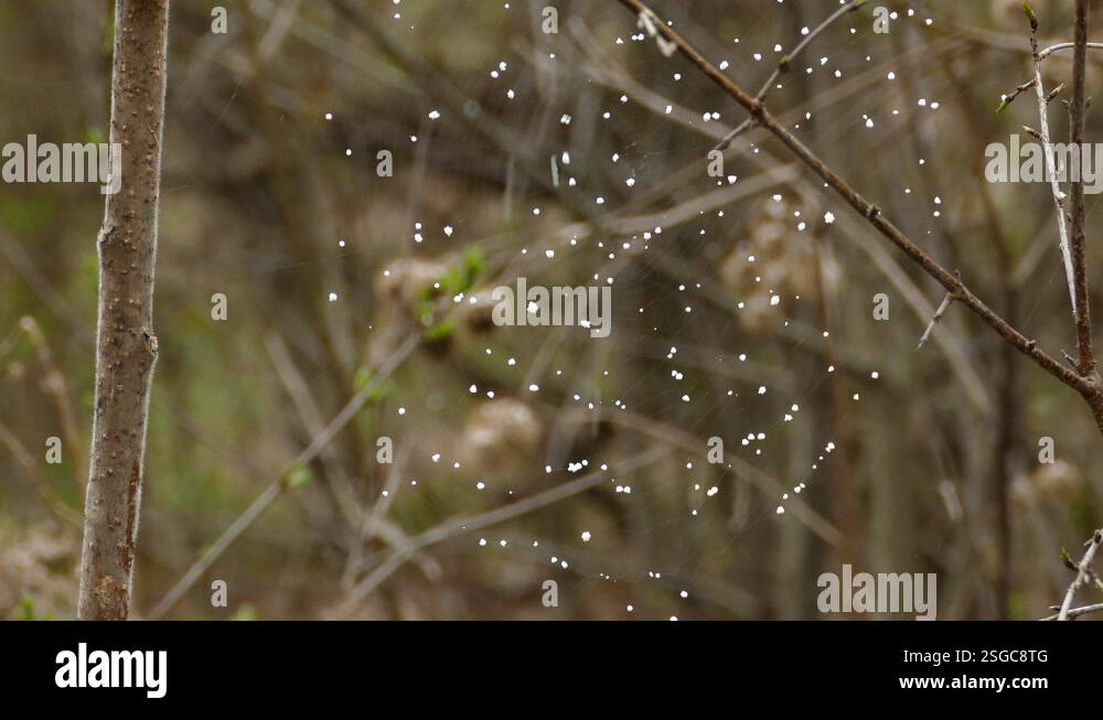 Spider web water design view Stock Videos & Footage - HD and 4K Video ...