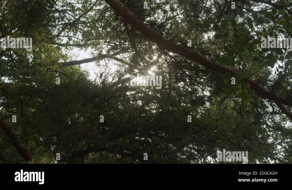Sunlight Shining Through Leaves and Tree Branches in a Dense Remote ...