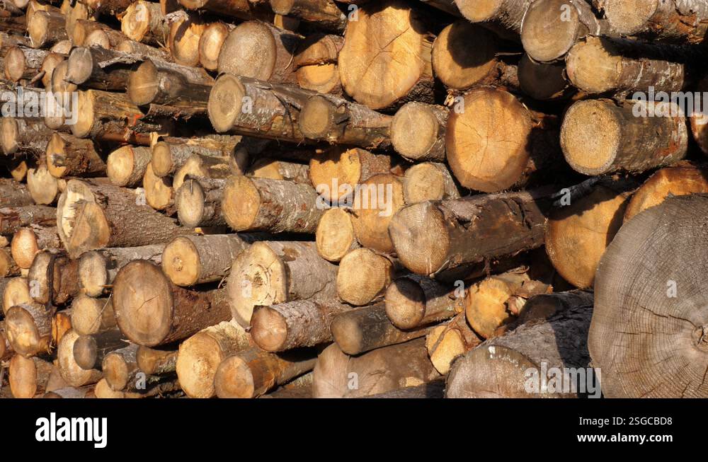 Tilt down to detail of large lumber pile. Felled trees in Ontario ...