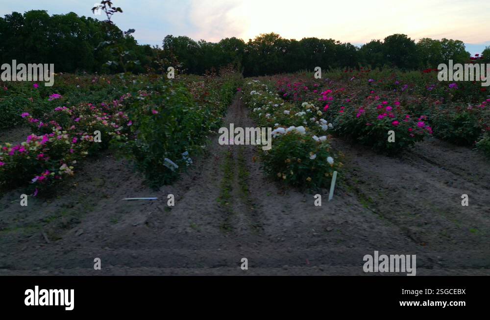 Commercial flower farm field, side view down rows of plants in ...