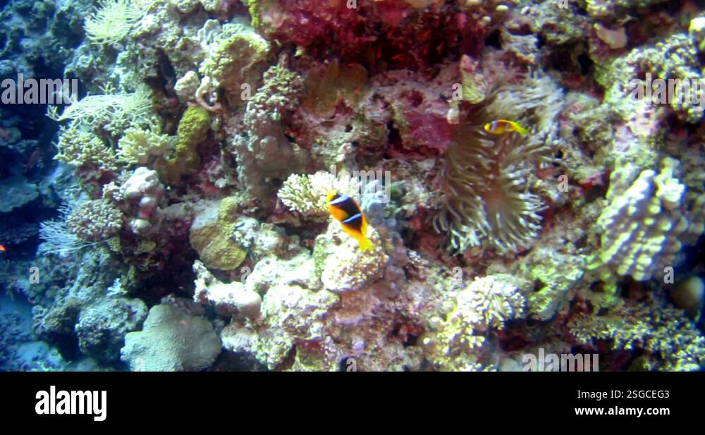 False clown fish protecting his partner and anemone reef near Marsa ...