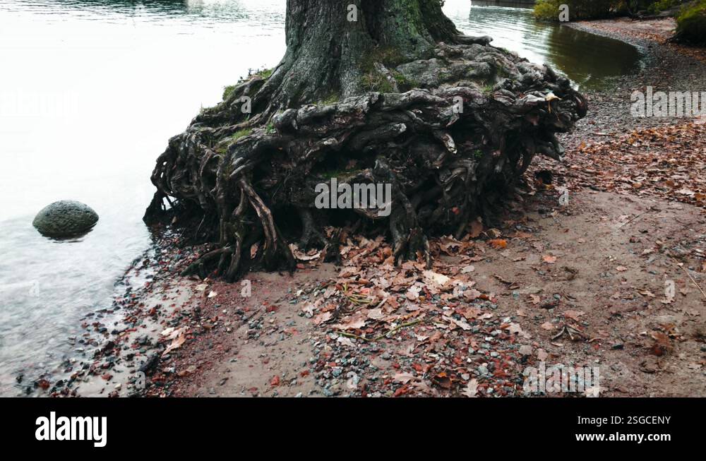 Plant old Stock Videos & Footage - HD and 4K Video Clips - Alamy