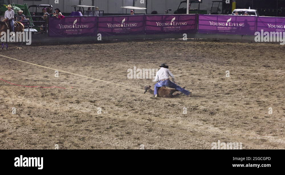 Rodeo calf roping bull dogging 4K Stock Video Footage - Alamy