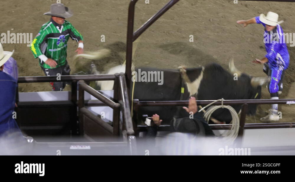 Rodeo bull rider gored horn injured part 1 4K Stock Video Footage - Alamy