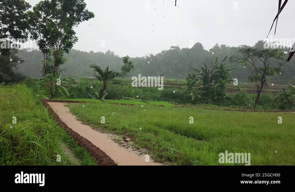 Slow motion The rain on grow up farm Stock Video Footage - Alamy
