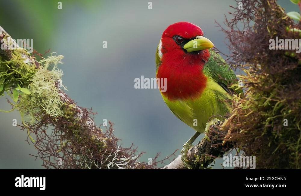 Red headed barbet in Stock Videos & Footage - HD and 4K Video Clips - Alamy