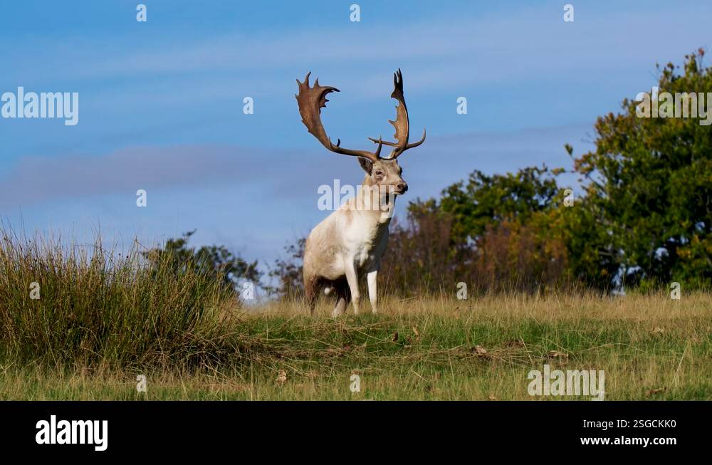 Europeanfallowdeer Stock Videos & Footage - HD and 4K Video Clips - Alamy