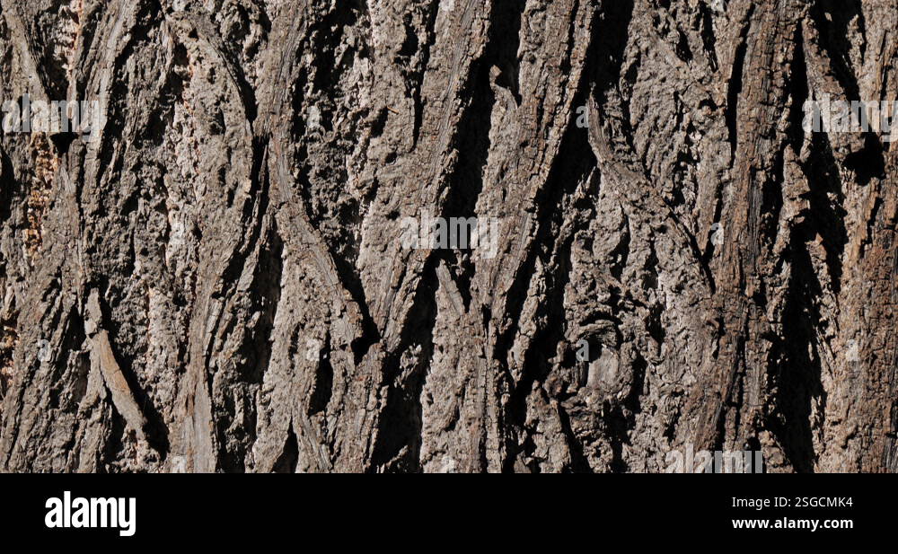 Common lime tree bark Stock Videos & Footage - HD and 4K Video Clips ...