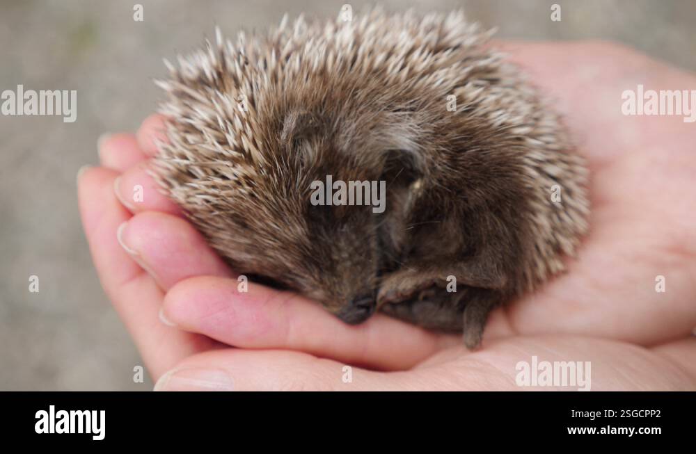 little hedgehog child lies in the arms of a man in nature in the summer ...