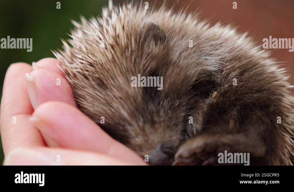 little hedgehog child lies in the arms of a man in nature in the summer ...