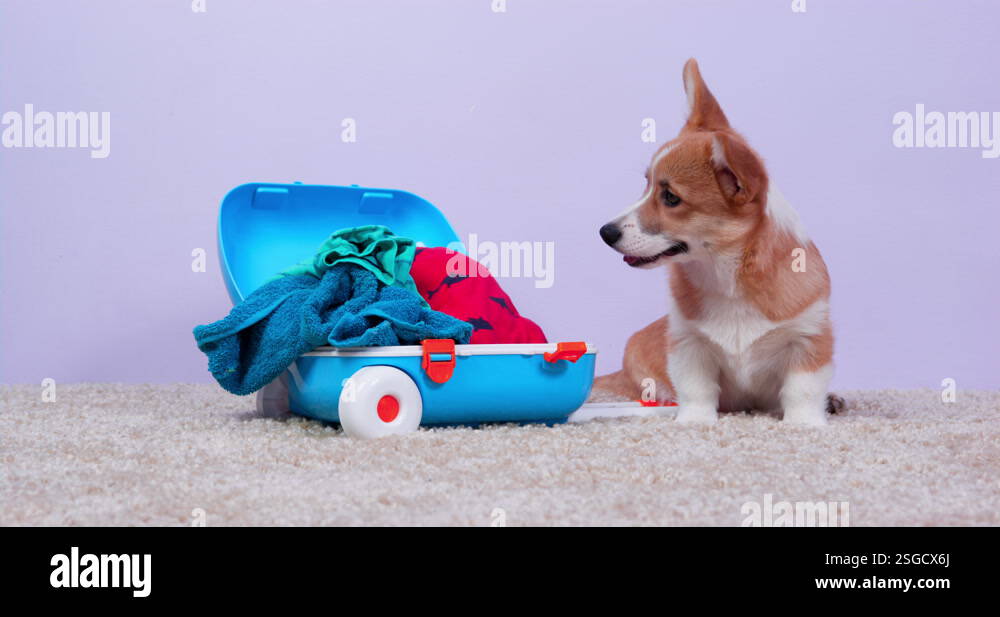 Dog corgi suitcase collecting property on vacation tiresome packing of ...
