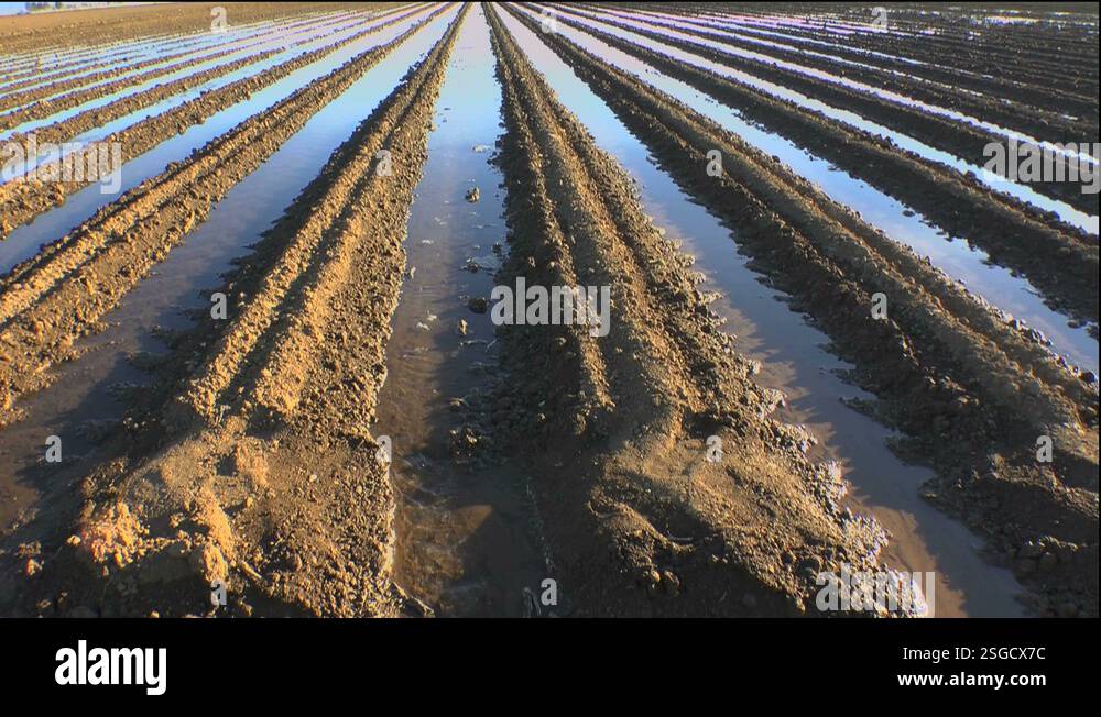 Farm irrigation rows Stock Videos & Footage - HD and 4K Video Clips - Alamy