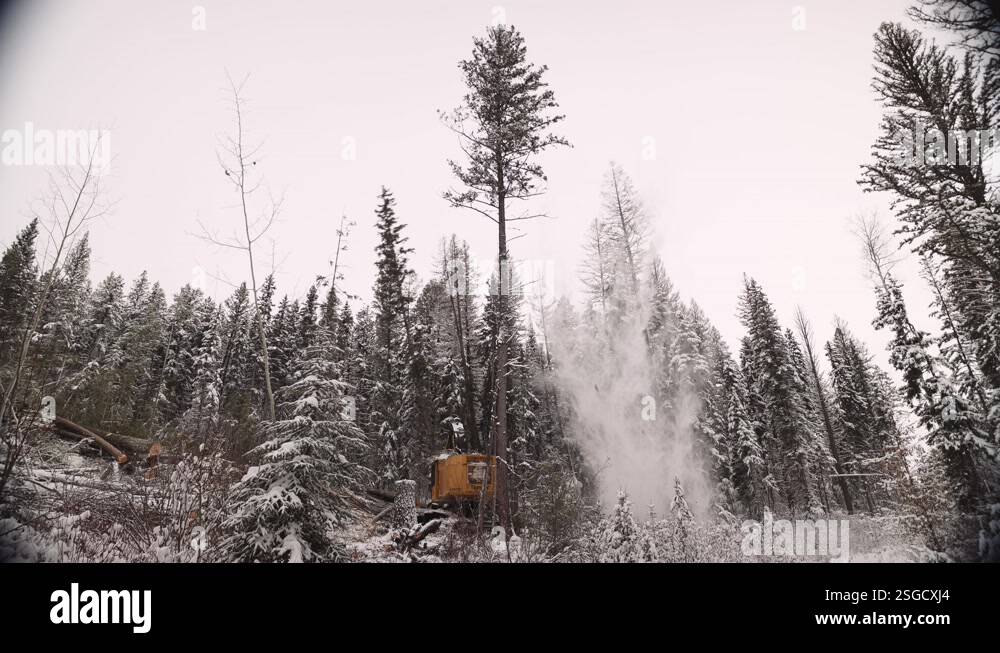 Industrial timber manipulator saw machine takes tree down in snowstorm ...