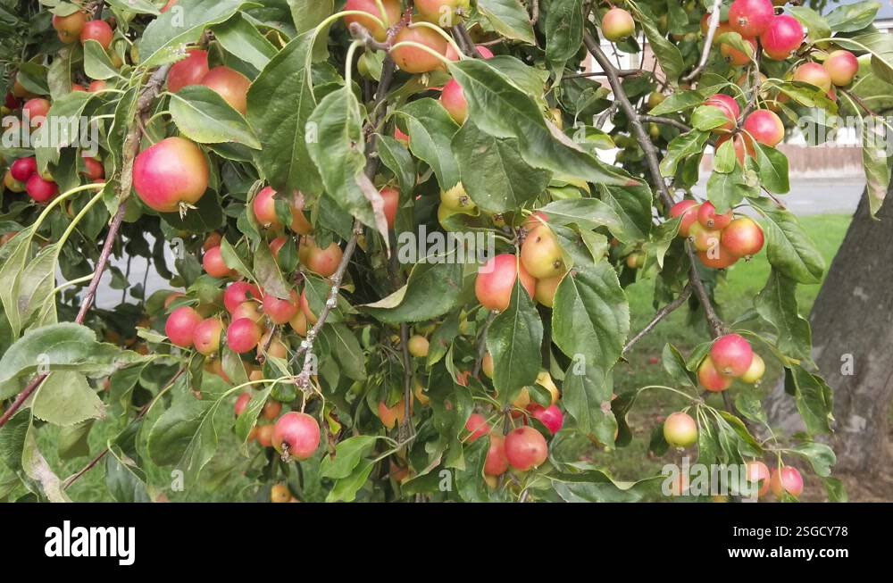 Ripe,red, rosy crab apples ready for picking moving in the breeze on a ...