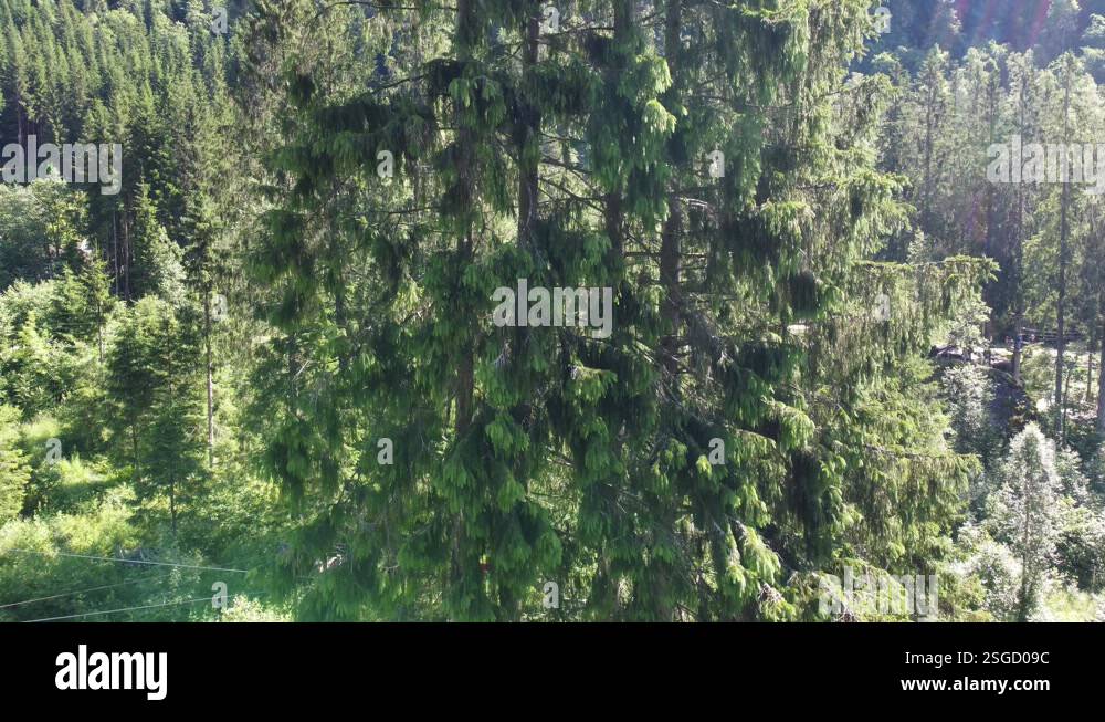 Wooden platform in pine tree inside Voss zipline and climbing park ...