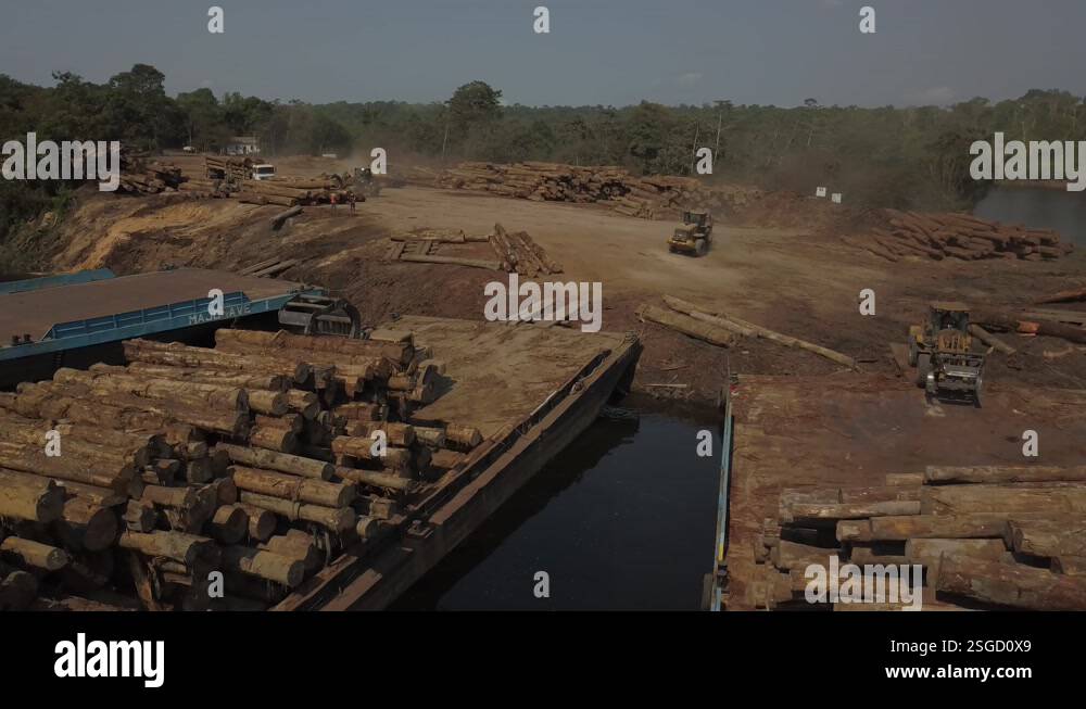 Tractor loaders stacking logs from the Amazon rainforest onto barges ...