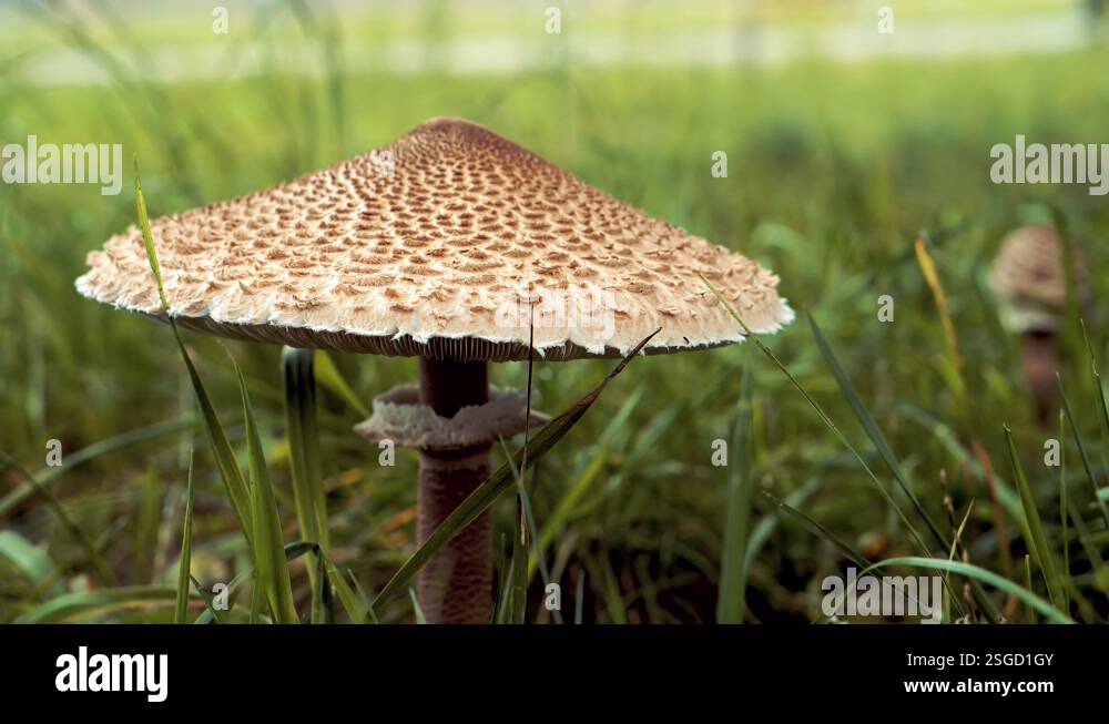 Poisonous Fungi Green Flora. Parasol Mushroom Panther Fly Agaric Stock ...