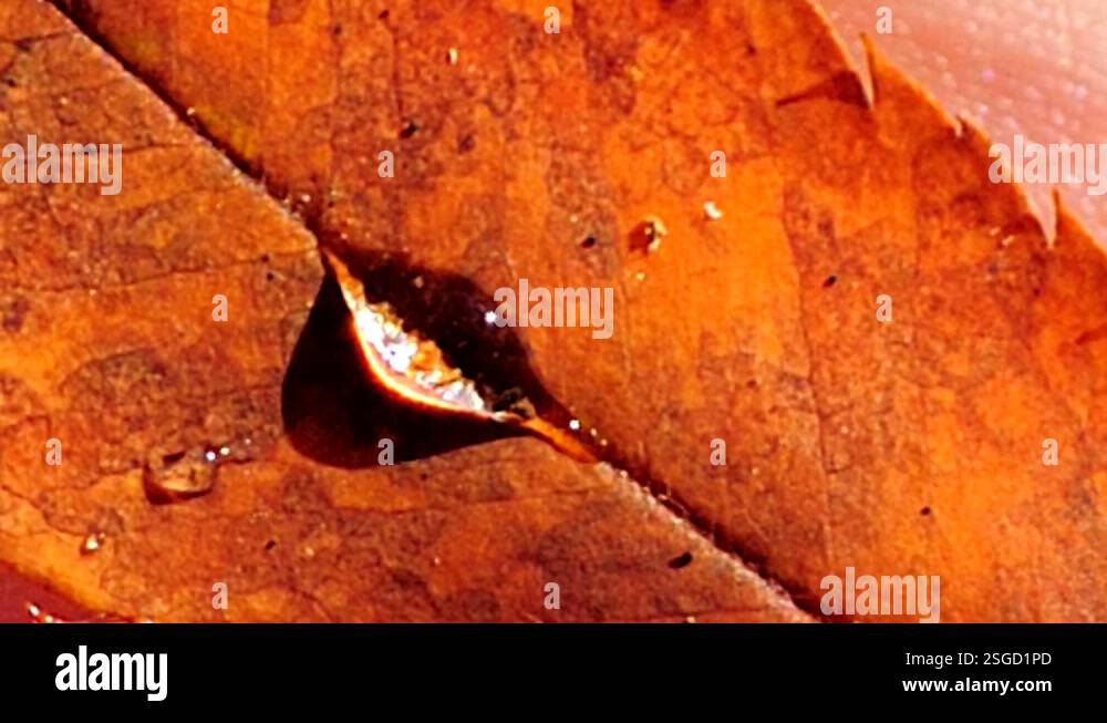 Autumn sheet Stock Videos & Footage - HD and 4K Video Clips - Alamy