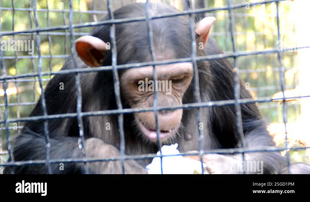 monkey Stock Video Footage - Alamy
