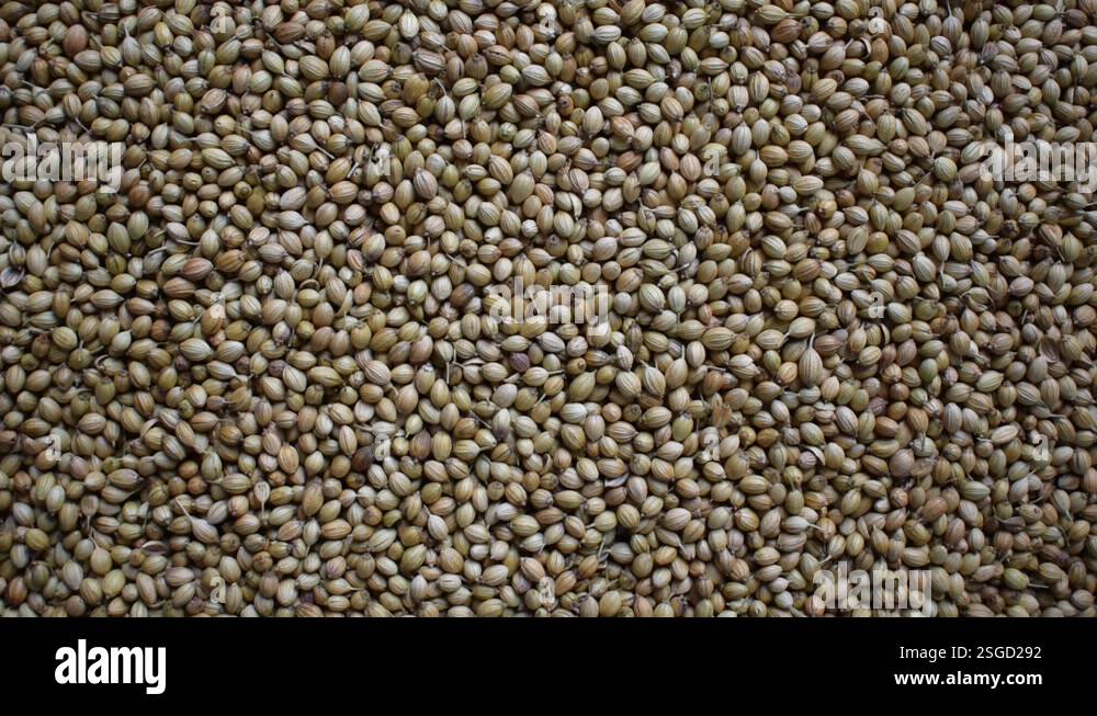 Whole dried coriander seeds Stock Videos & Footage - HD and 4K Video Clips - Alamy